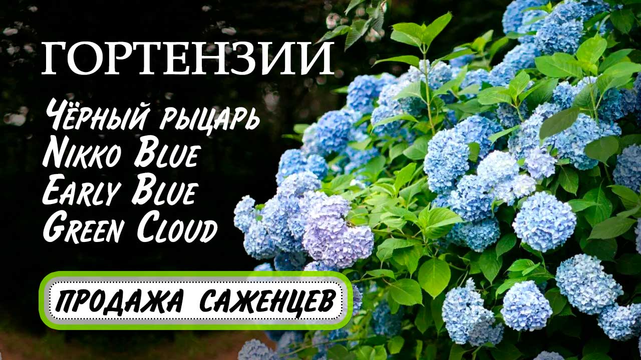 Красивоцветущие кустарники для сада – смотреть онлайн все 5 видео от  Красивоцветущие кустарники для сада в хорошем качестве на RUTUBE