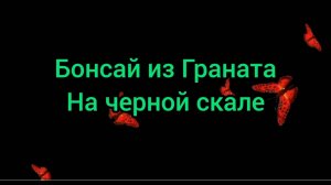 Гранат на черной скале развитие и формировка.