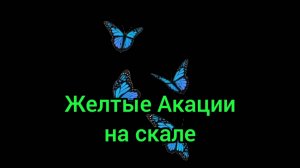 Бонсай на скале из желтой Акации.