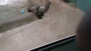 Новосибирский зоопарк