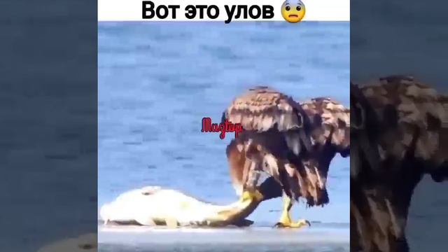 Приключения Шурика