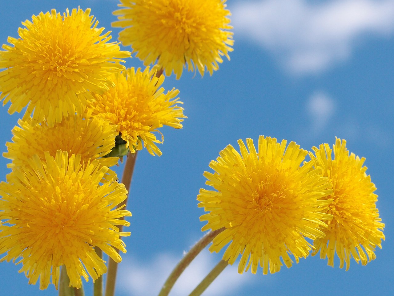 Видеоальбом ″Листья″