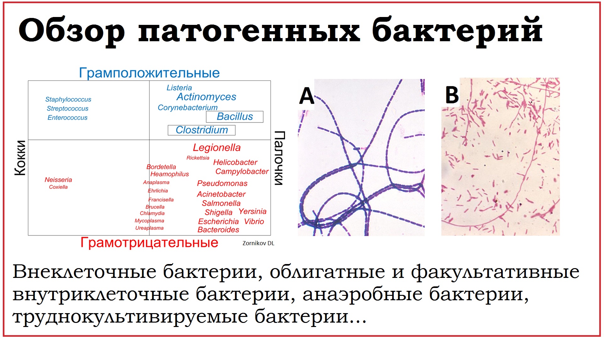 Микробиология для медиков, 2022 (лекции по частной бактериологии)