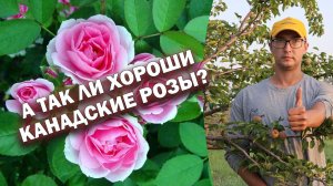 Розы. Несколько шагов к шикарному розарию