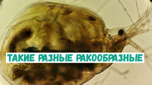 Членистоногие (Arthropoda)
