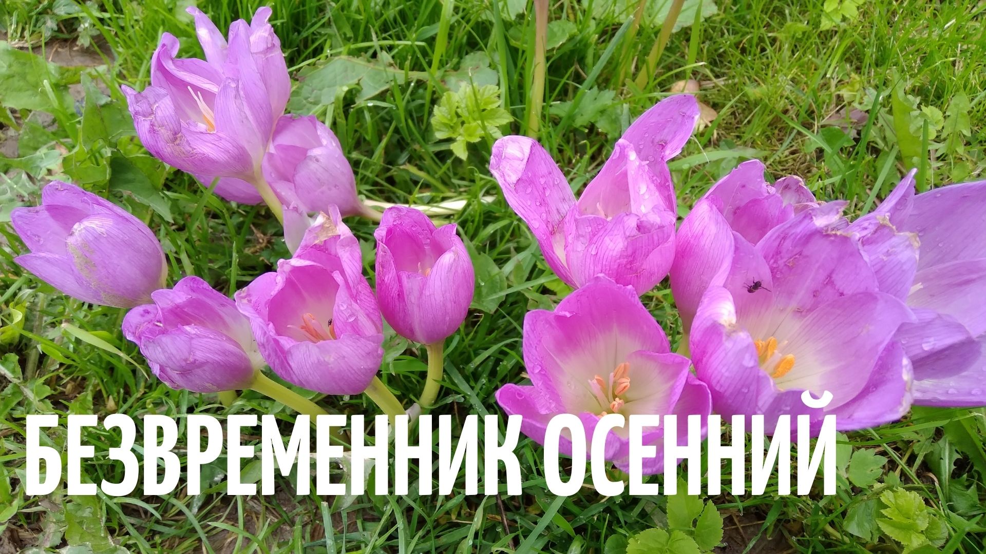 Осенние цветы