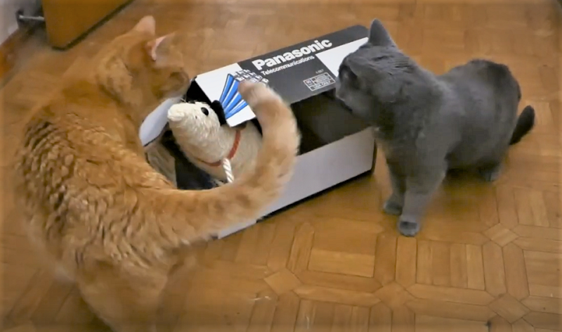 Станет ли кот играть с когтеточкой в виде игрушки без обработки её валерианой или кошачьей мятой.