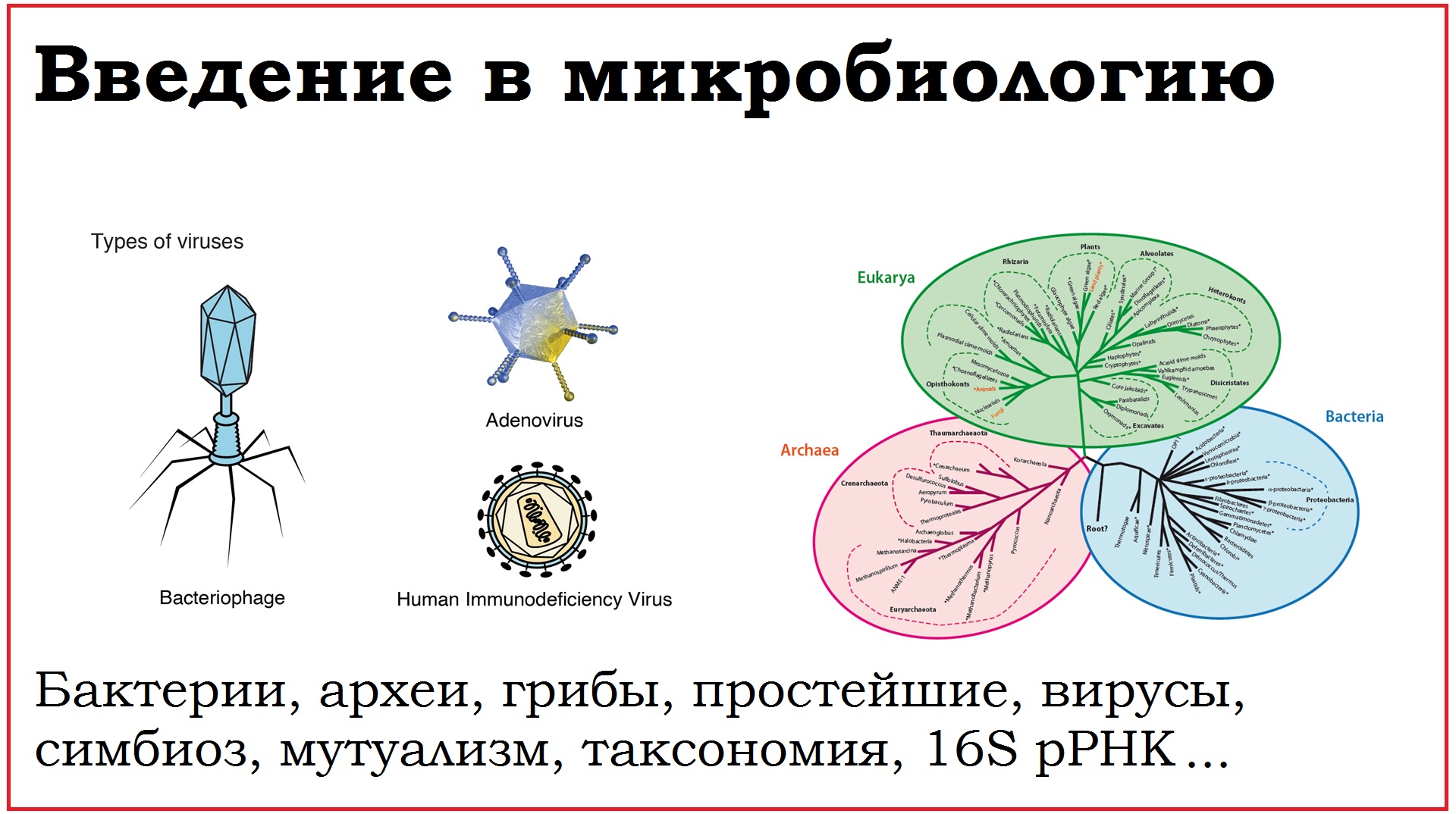 Микробиология для медиков, 2022 (все лекции курса)