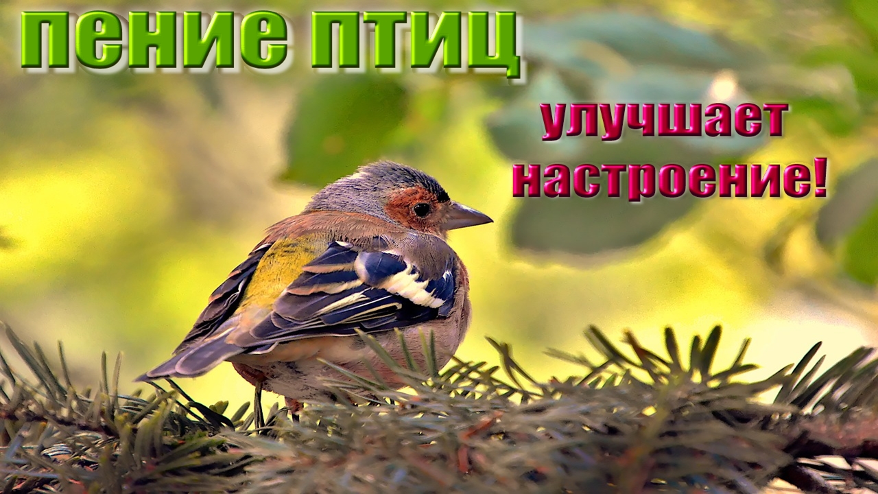 ПЕНИЕ ПТИЦ В ЛЕСУ ДЛЯ СНА. .Снимает стресс, укрепляет нервную  систему.Хороший сон. – смотреть онлайн все 1 видео от ПЕНИЕ ПТИЦ В ЛЕСУ ДЛЯ  СНА. .Снимает стресс, укрепляет нервную систему.Хороший сон. в