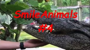 Приколы с животными SmileAnimals
