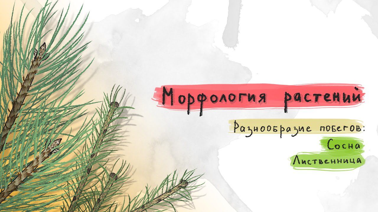 Морфология растений