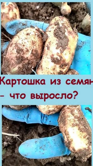 Картофель - все самое интересное о нём!