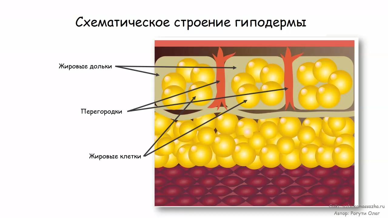 Найдите на рисунке 71 два слоя кожи