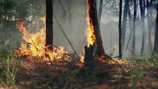 МЧС: пожарная безопасность