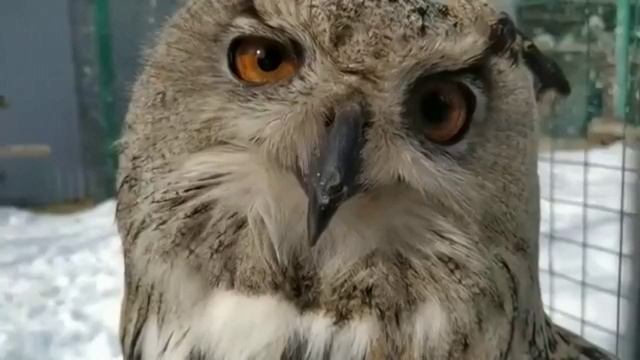 Как поёт сова? How does an owl sing?