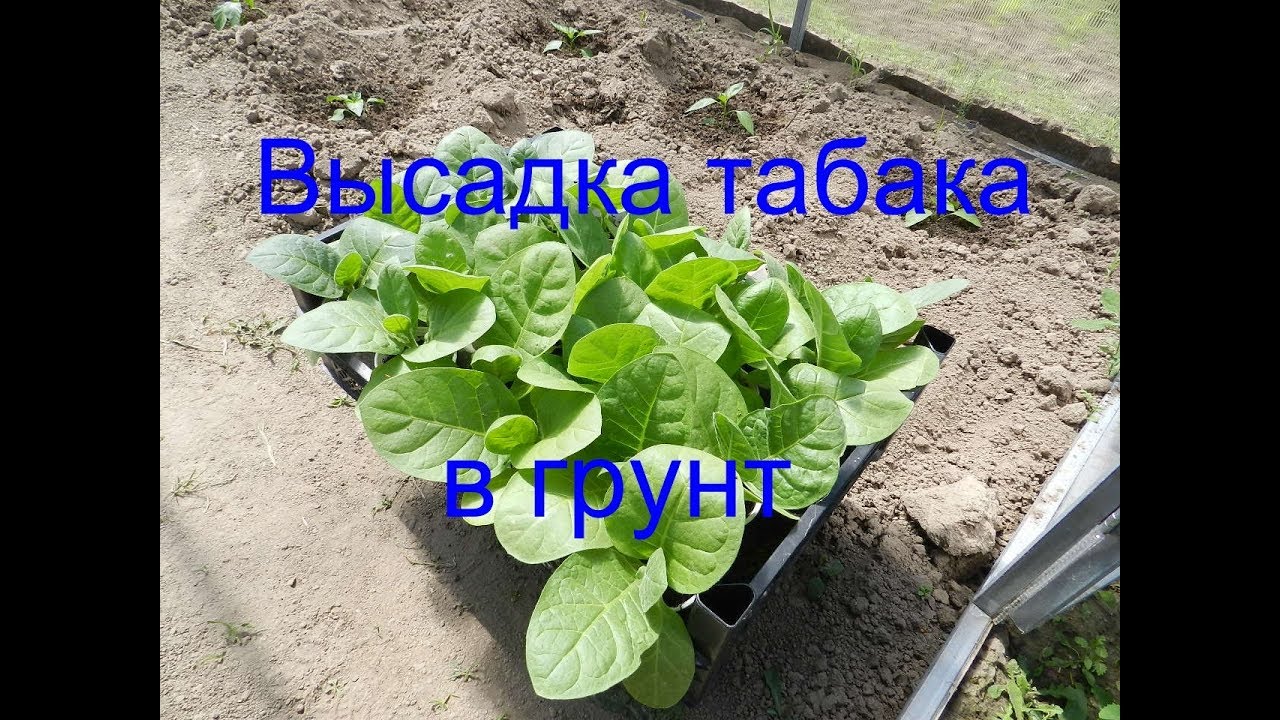 Посев, пикировка, высадка табака