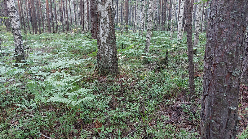 Лес и его богатства