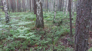 Лес и его богатства