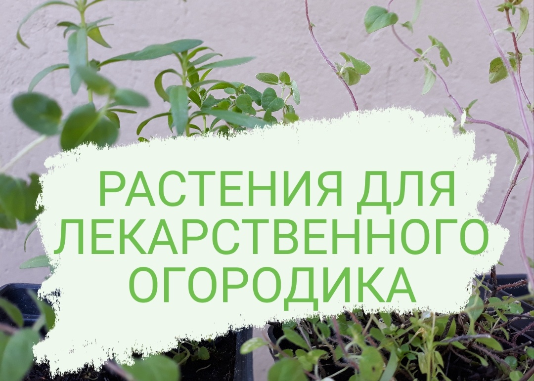 ЛЕКАРСТВЕННЫЕ РАСТЕНИЯ В ?МОЖЖЕВЕЛОВОМ САДУ? – смотреть онлайн все 5 видео  от ЛЕКАРСТВЕННЫЕ РАСТЕНИЯ В ?МОЖЖЕВЕЛОВОМ САДУ? в хорошем качестве на RUTUBE