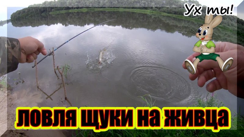 Ловля щуки на живца. Рыбалка на реке.