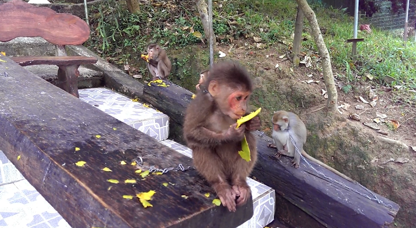 Забавные обезьянки во вьетнамском зоопарке Пренн развлекают туристов