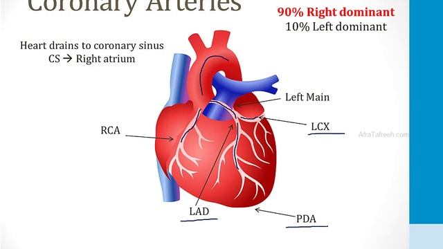 9/17 - КАРДИОЛОГИЯ (для USMLE 2022): серия Boards &amp; Beyond - Cardiology (STEP 1)