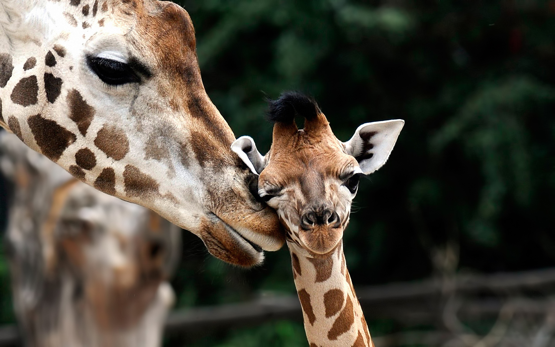 жираф с малышом в переулке загрузить