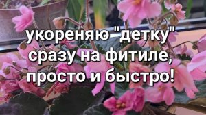 Всё что знаю о цветах.