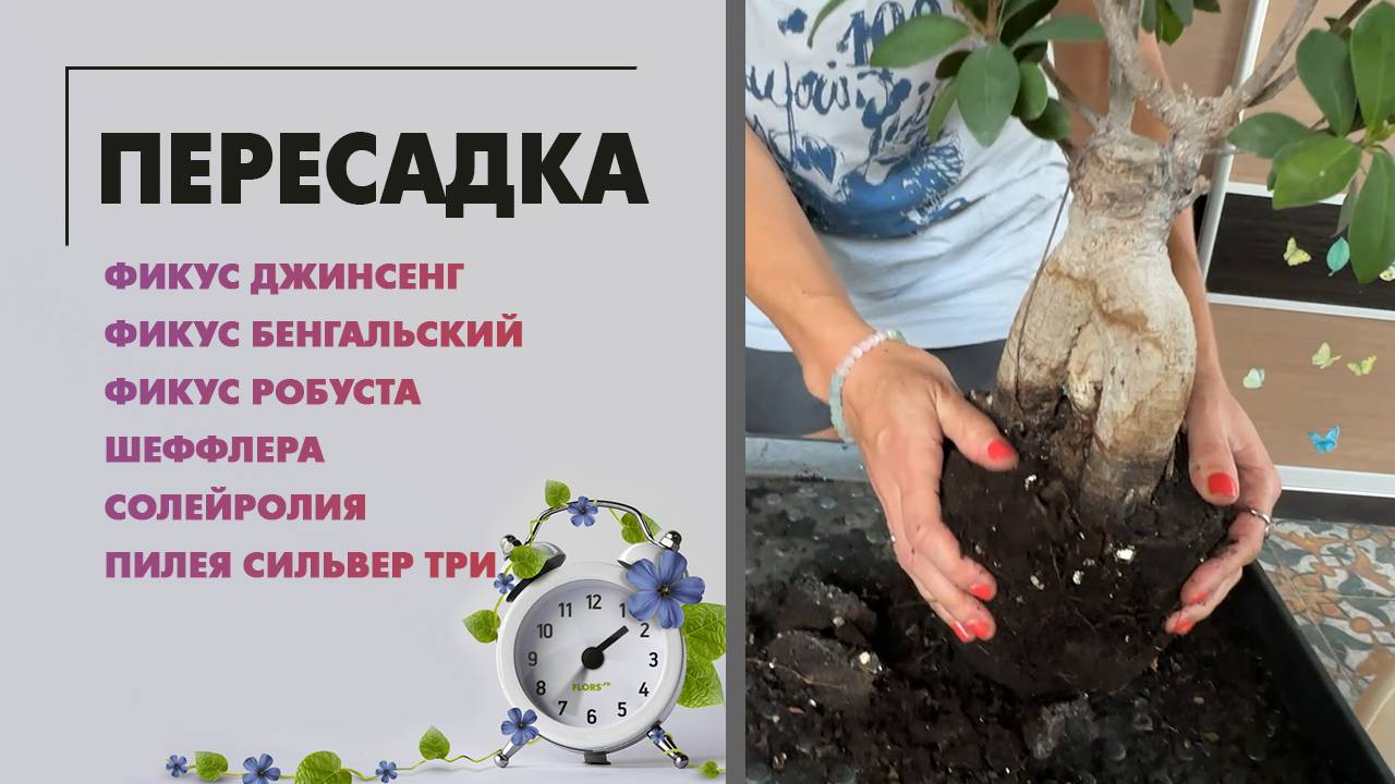 Пересадка растений