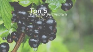 ТОП-5 русских растений