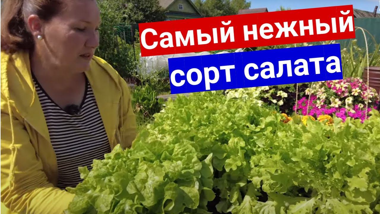 САЛАТ