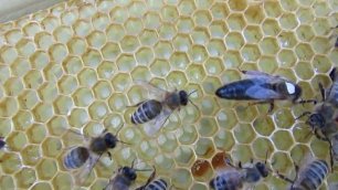 отводки пчел