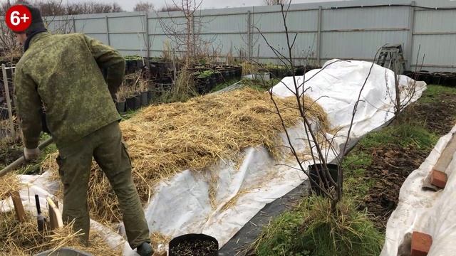 Утепление Павловнии на зиму