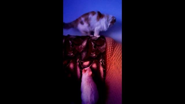 Котики и собачки