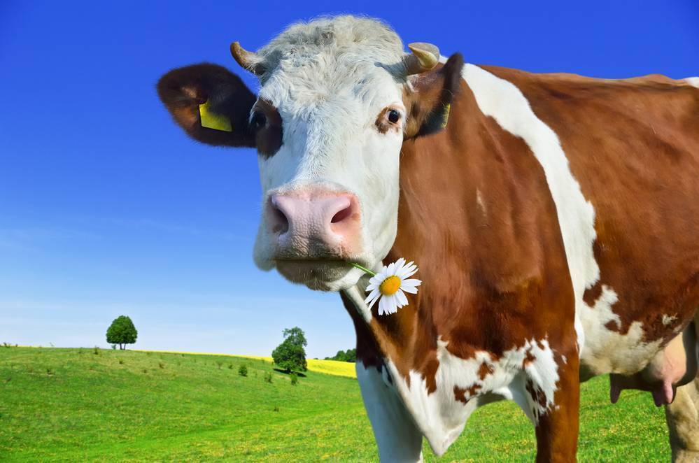 Развивающие видео для детей / Мычание коров / Мычание коровы слушать