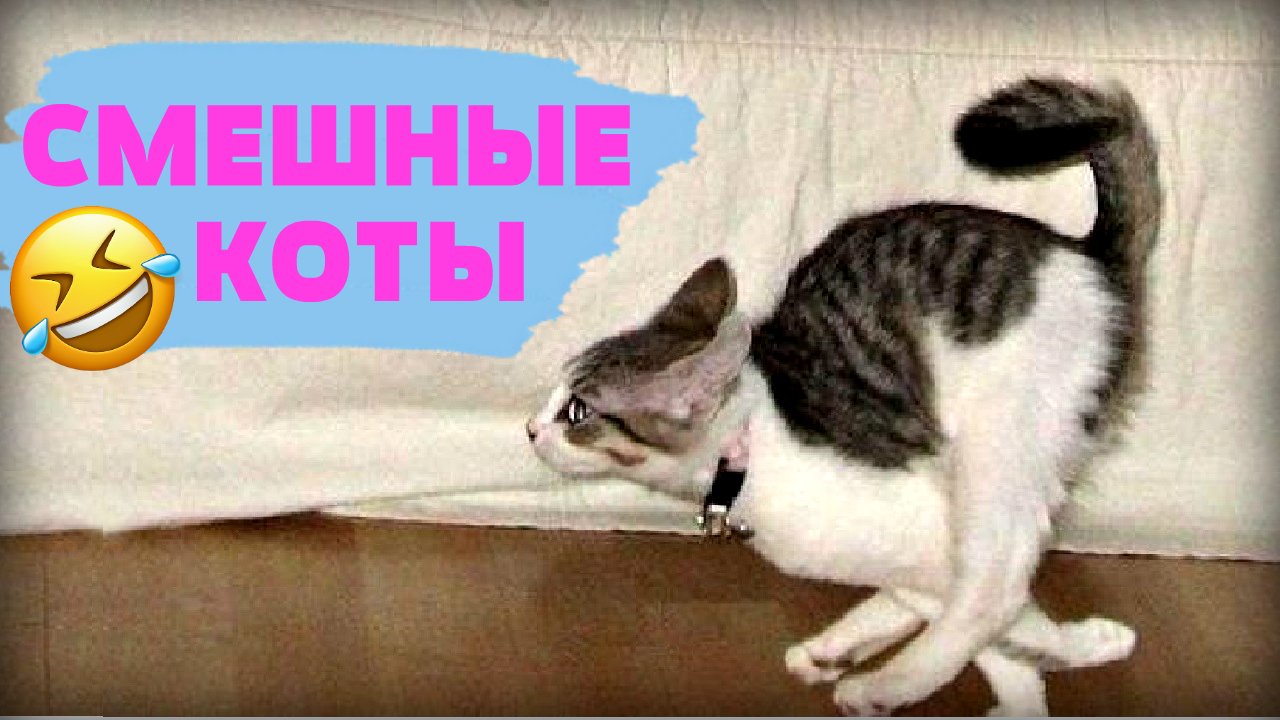 Приколы с котами! Смешные видео про кошек и котов! Приколы