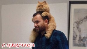 Смешные котики с озвучкой)