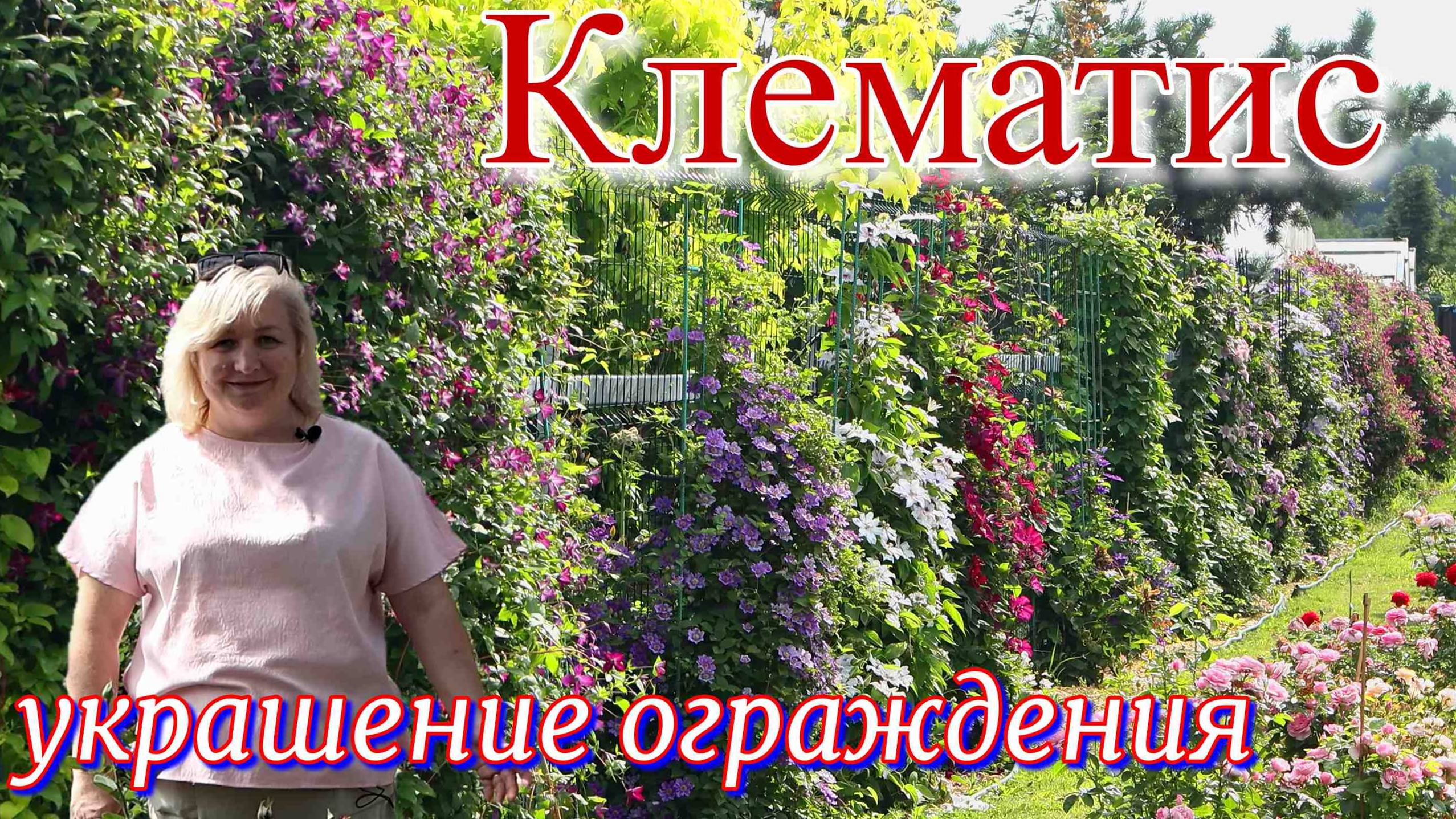 КЛЕМАТИС