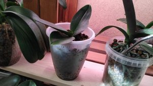 полив орхидей
