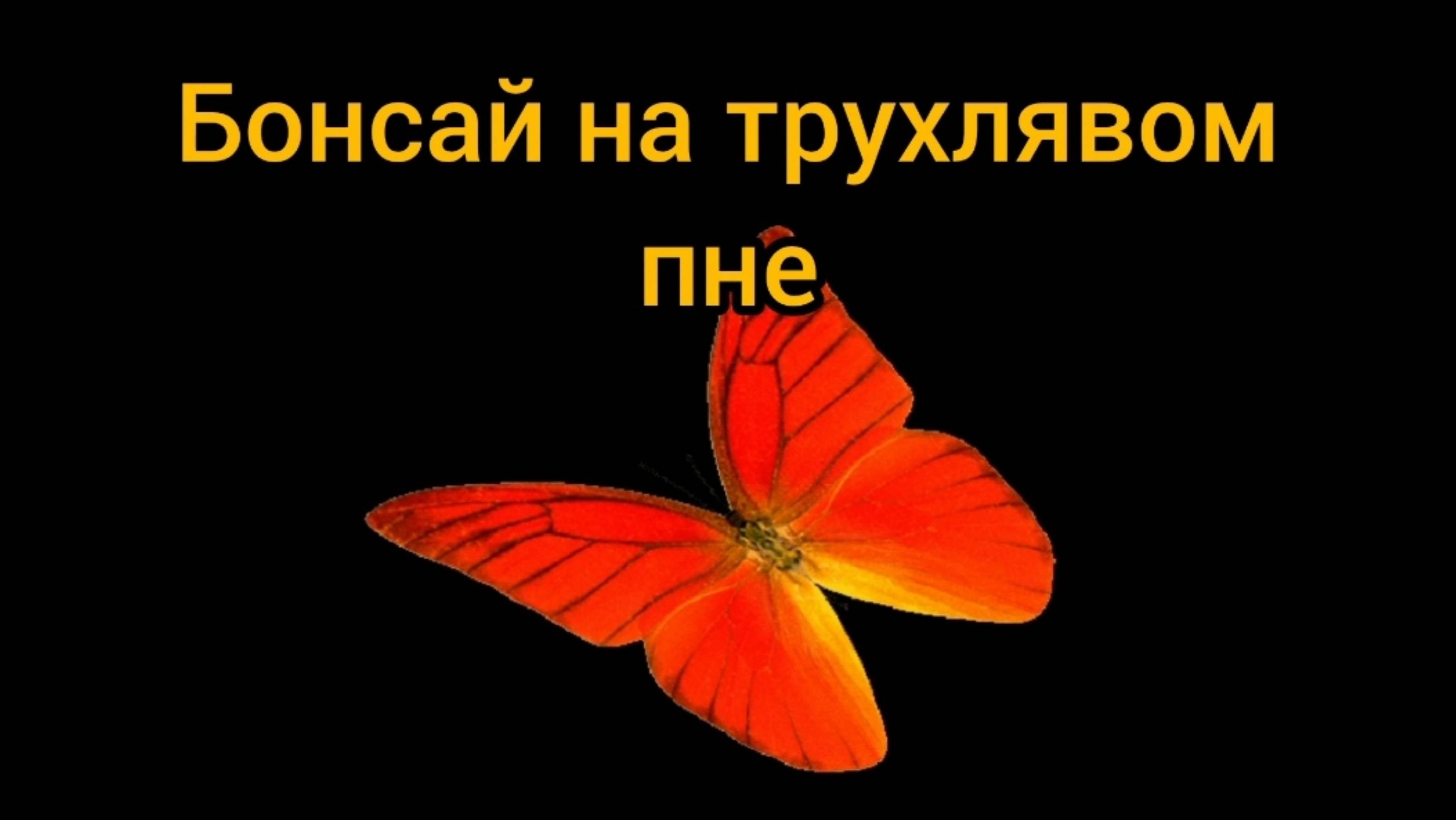 Бонсай на трухлявом пне из Мирта стиль полу каскад хан кенгай.