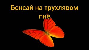 Бонсай на трухлявом пне из Мирта стиль полу каскад хан кенгай.