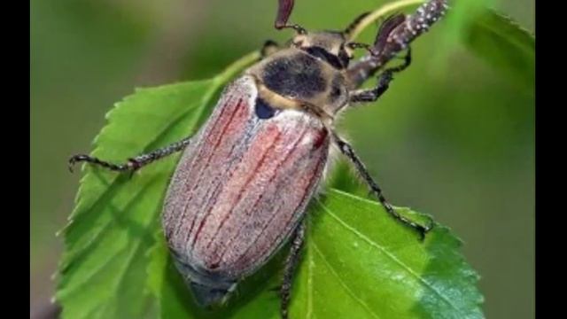 Музыкальный фестиваль «Из весны – в лето»