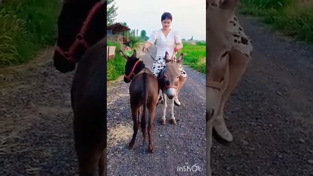 Riding on animals  Верхом на животных