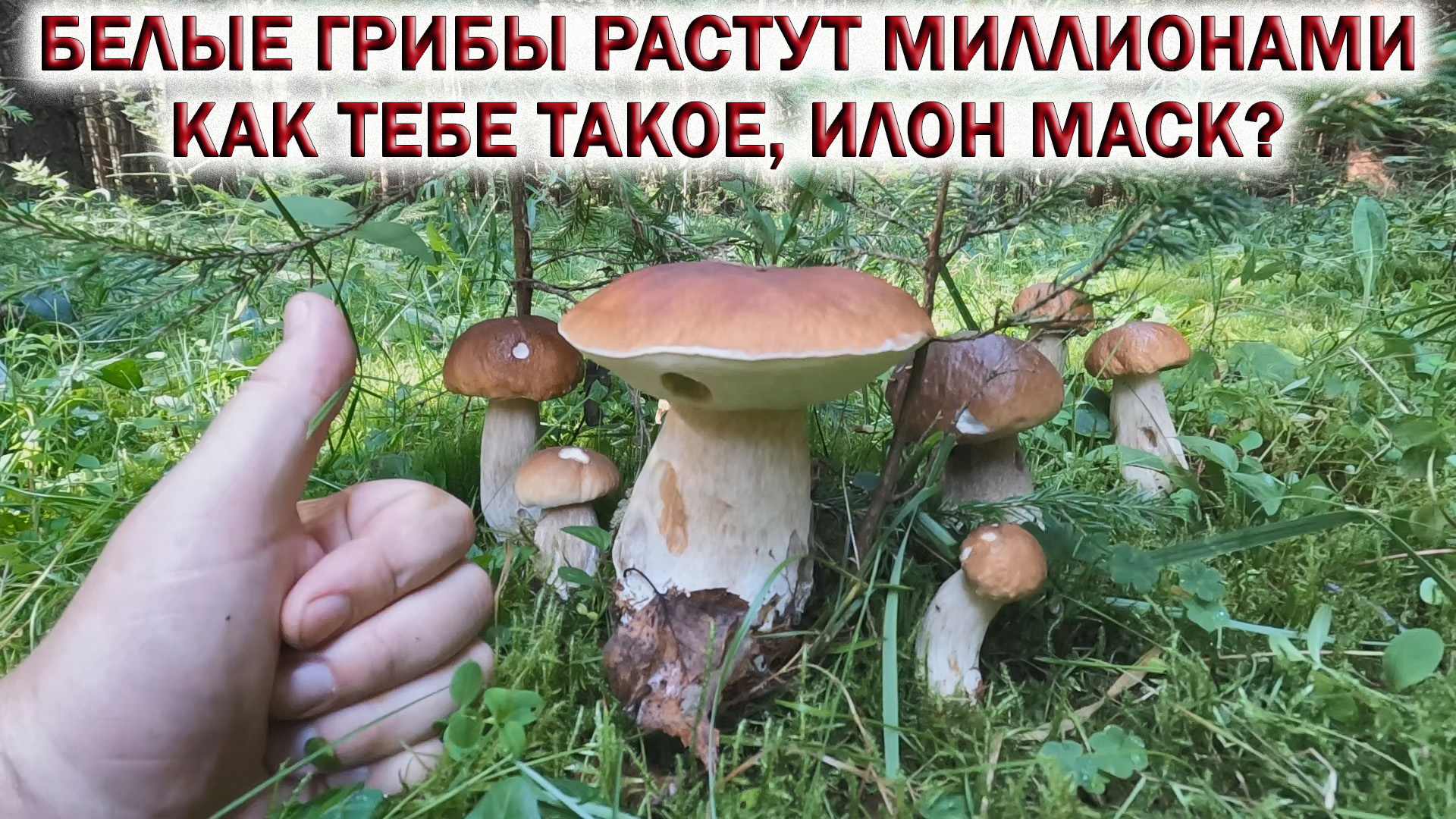 🍄ГРИБЫ ЛЕТОМ🌳СБОР ГРИБОВ ЛЕТОМ🌼