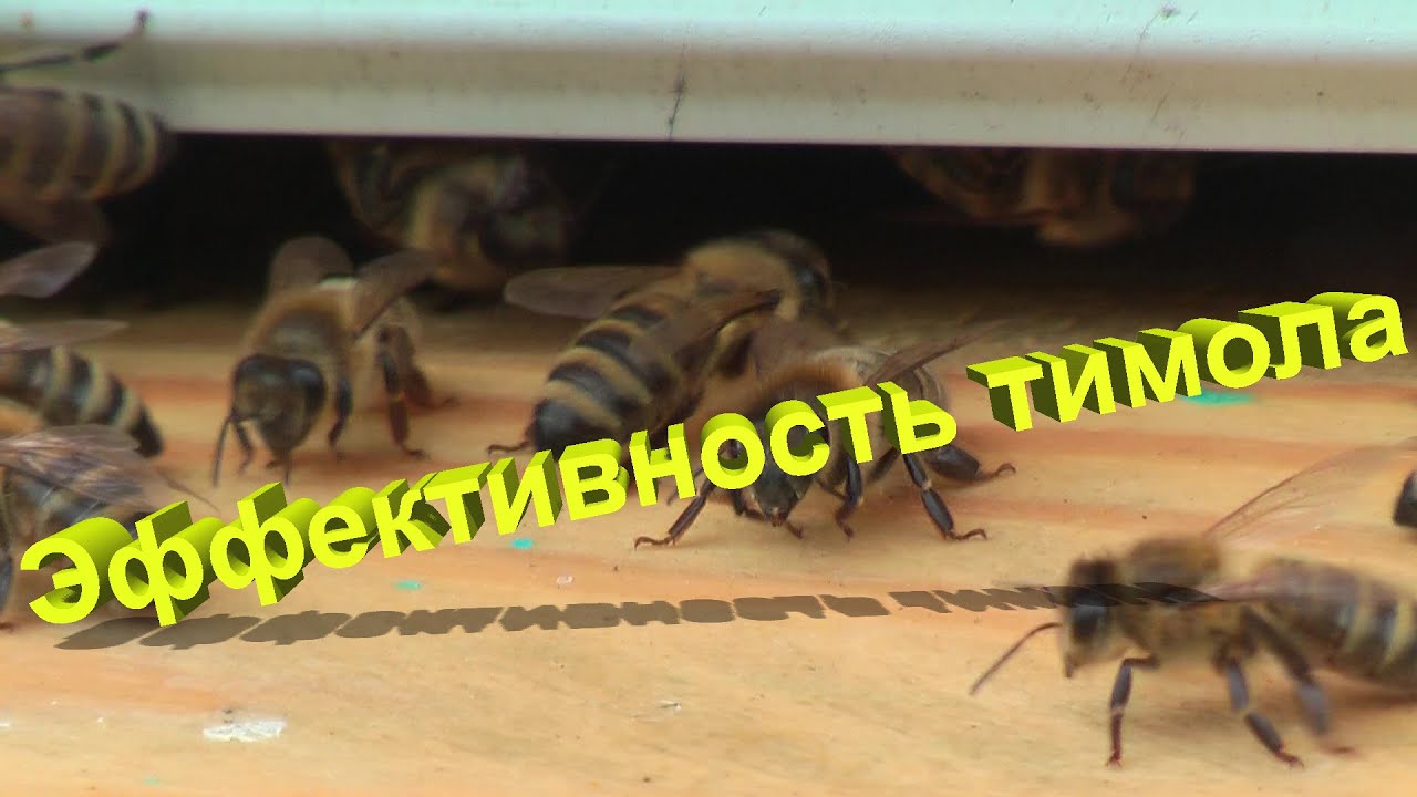 Лечение пчёл от клеща и болезней