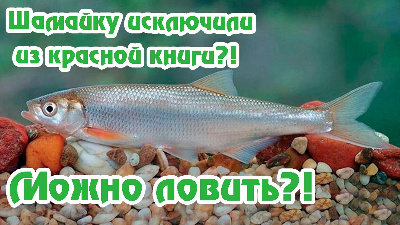 Рыбалка с Юрием Петрашем видео