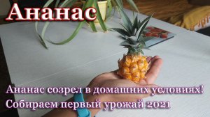 Зеленые эксперименты - Ананас