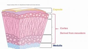 3/16 ЭНДОКРИННАЯ СИСТЕМА -  (2021) USMLE RX - endocrine system