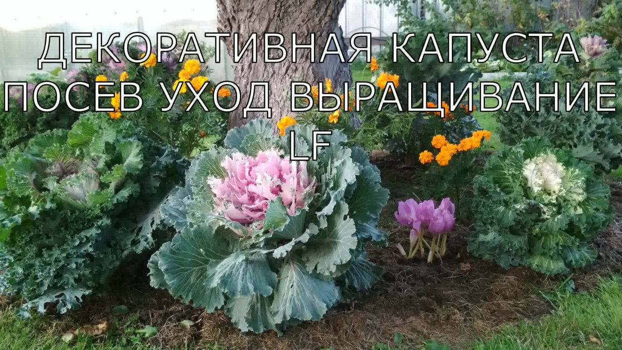 Цветы однолетние.