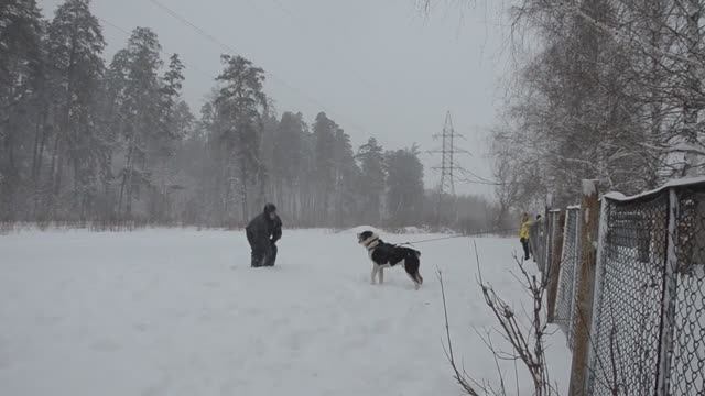 Собака - защитник дома и семьи.